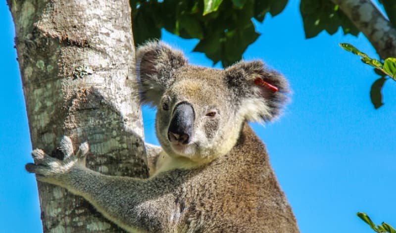 Esk Caravan Park, Esk | Brisbane Valley Rail Trail Experience | Explore ...